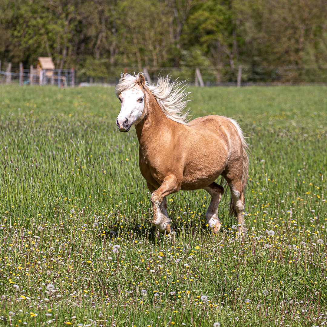 Attraktionen – Freizeit- und Erholungspark Possen